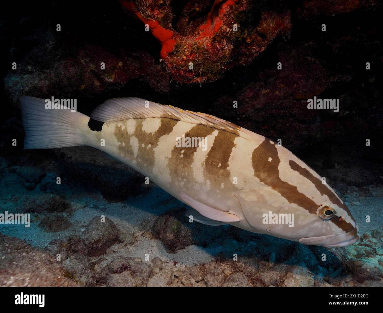 A fish with a striped pattern, Nassau grouper (Epinephelus striatus ...