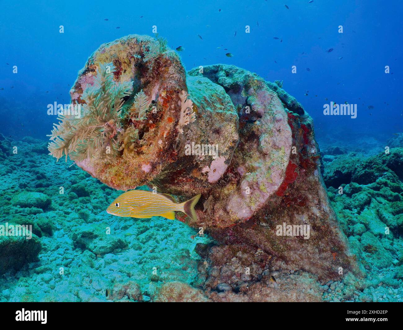 Yellow fish swimming near a winch of an old sunken wreck on the seabed ...