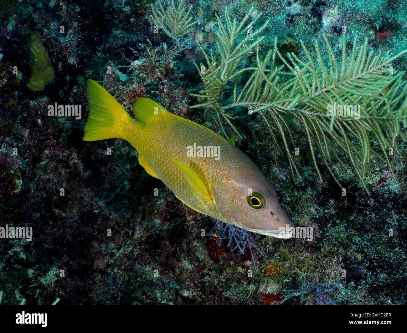 Yellow fish, schoolmaster snapper (Lutjanus apodus), swimming among ...