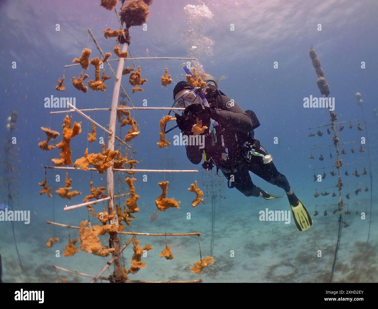 Coral farming. Diver cleans the frame on which young specimens of ...