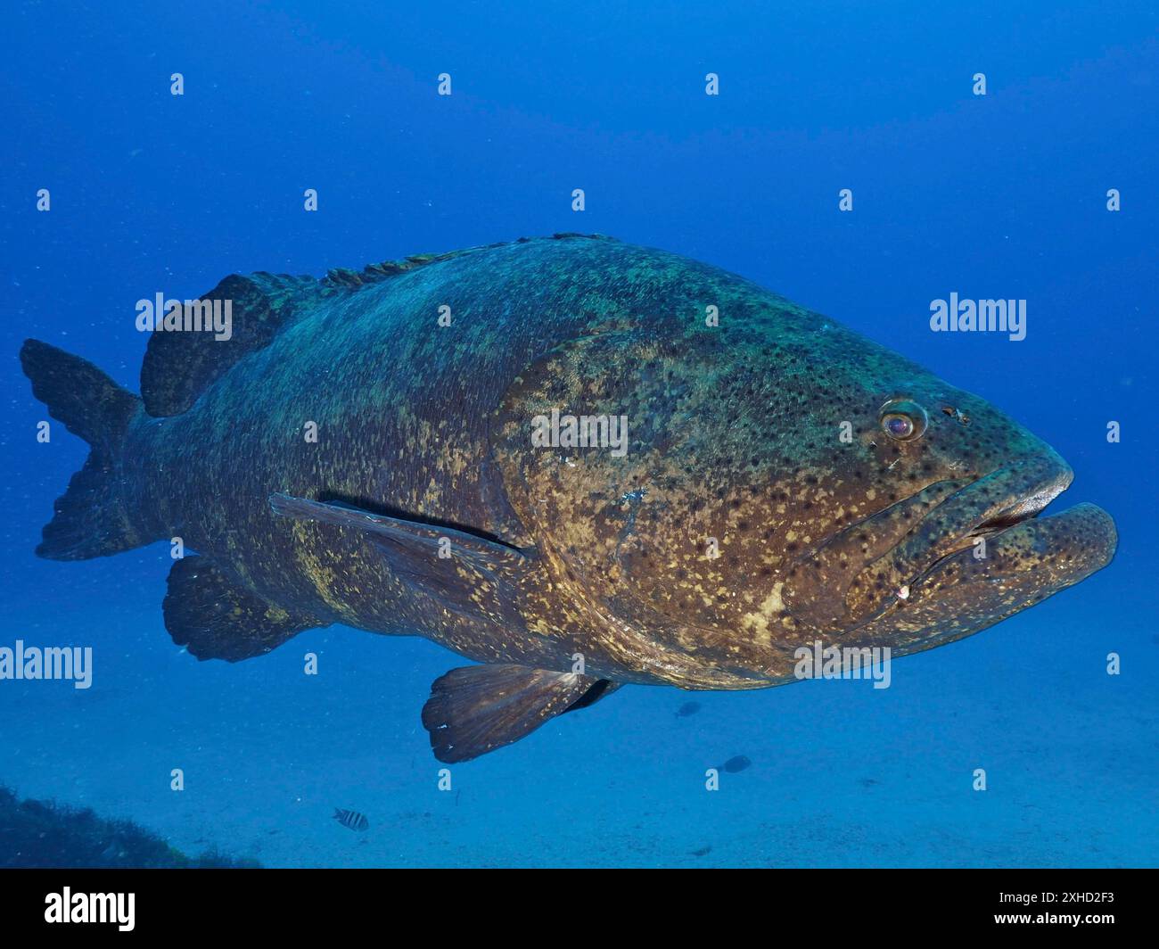 A large fish, atlantic goliath grouper (Epinephelus itajara), swims in ...