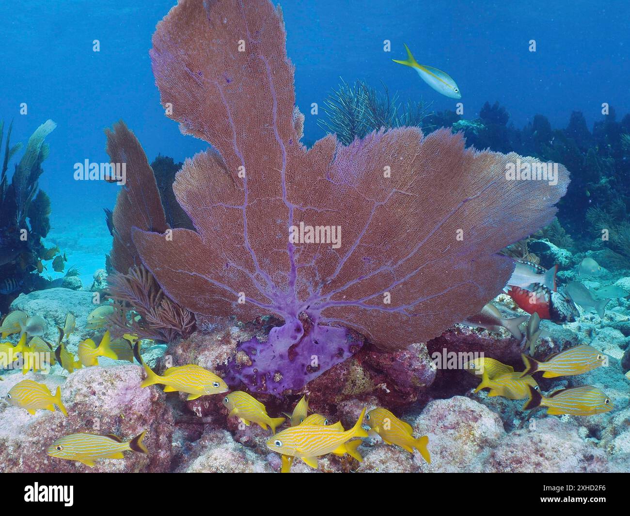 Common sea fan (Gorgonia ventalina) and yellow fish in a clear, blue ...