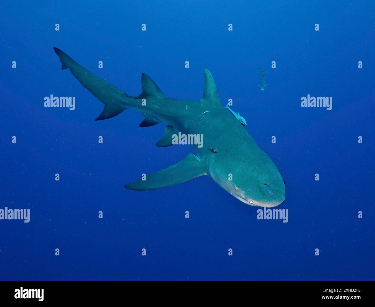 A lemon shark (Negaprion brevirostris) swims alone in the deep blue ...