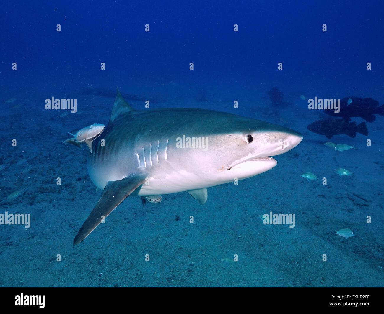 Tiger shark (Galeocerdo cuvier) with ship keeper (Echeneidae), dive ...