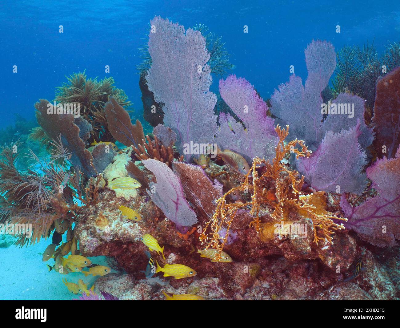 Underwater view of a lush coral reef with yellow fish, common sea fan ...