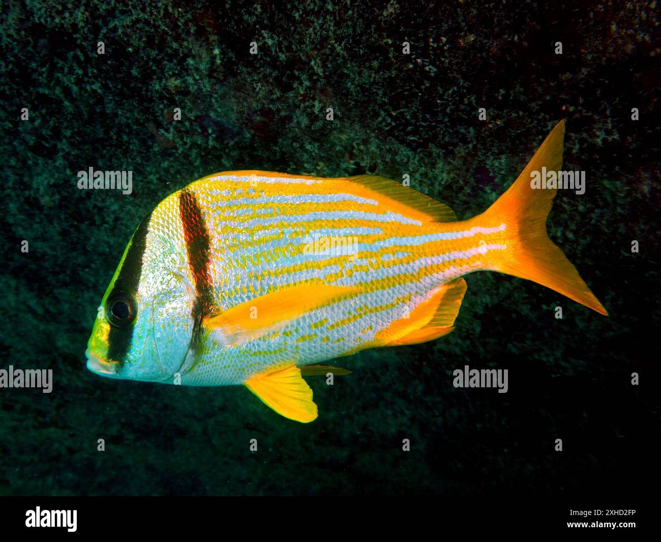 Fish with a yellow stripe pattern, porkfish (Anisotremus virginicus ...
