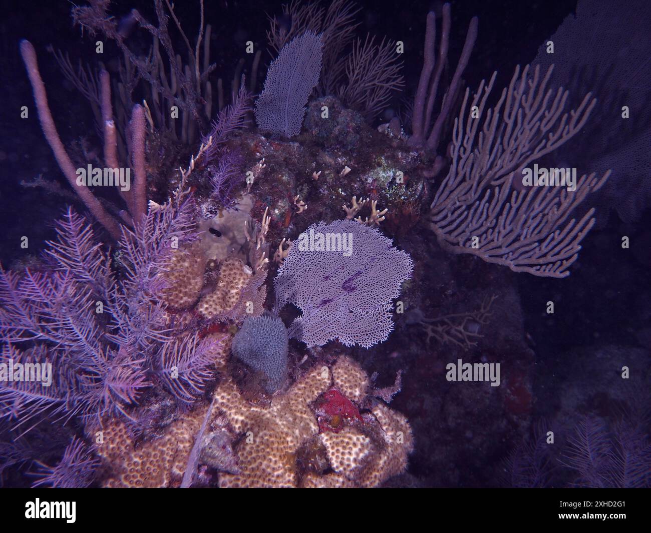 Common sea fan (Gorgonia ventalina), soft corals and stony corals at night. Dive site John ...