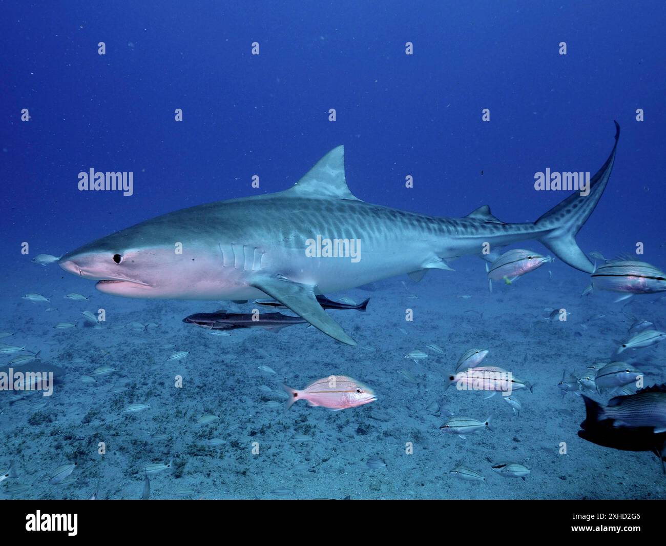 Large tiger shark (Galeocerdo cuvier) swimming across the ocean floor ...