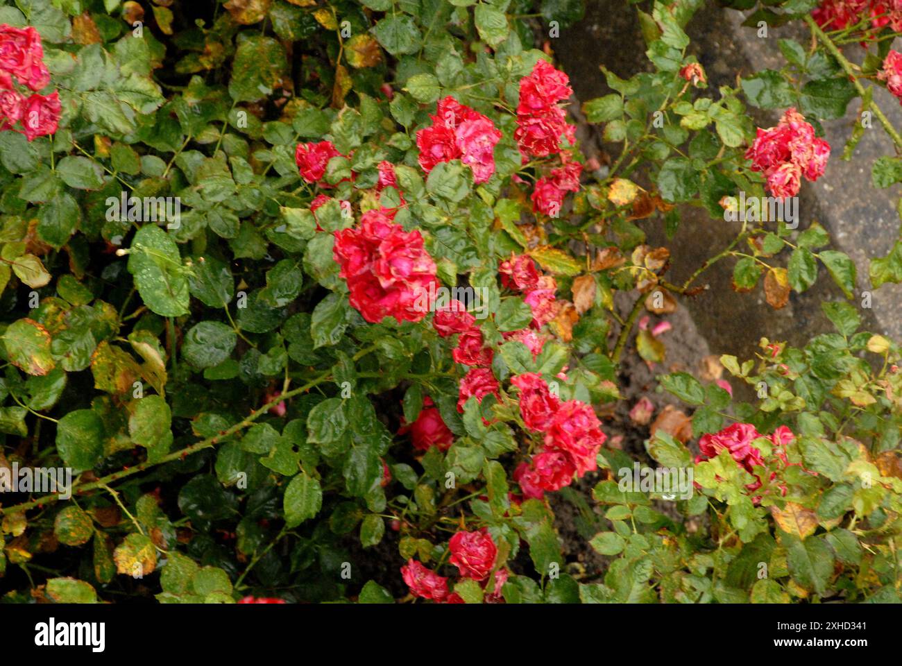 Copenhagen/ Denmark/13 july 2024/Fade and dry rose flowers in danish ...