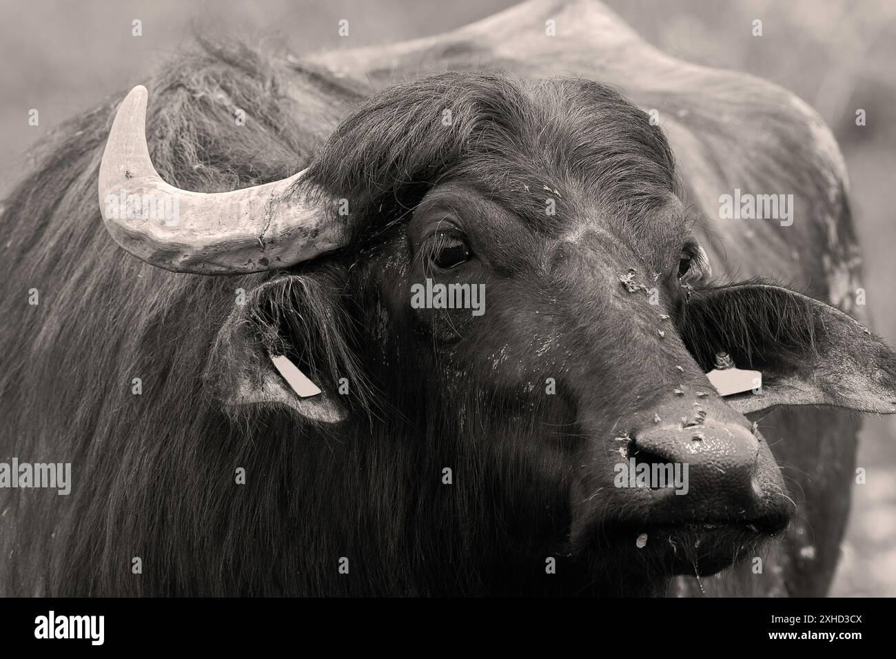 black and white portrait of a large ox, domestic buffalo (Bubalus ...
