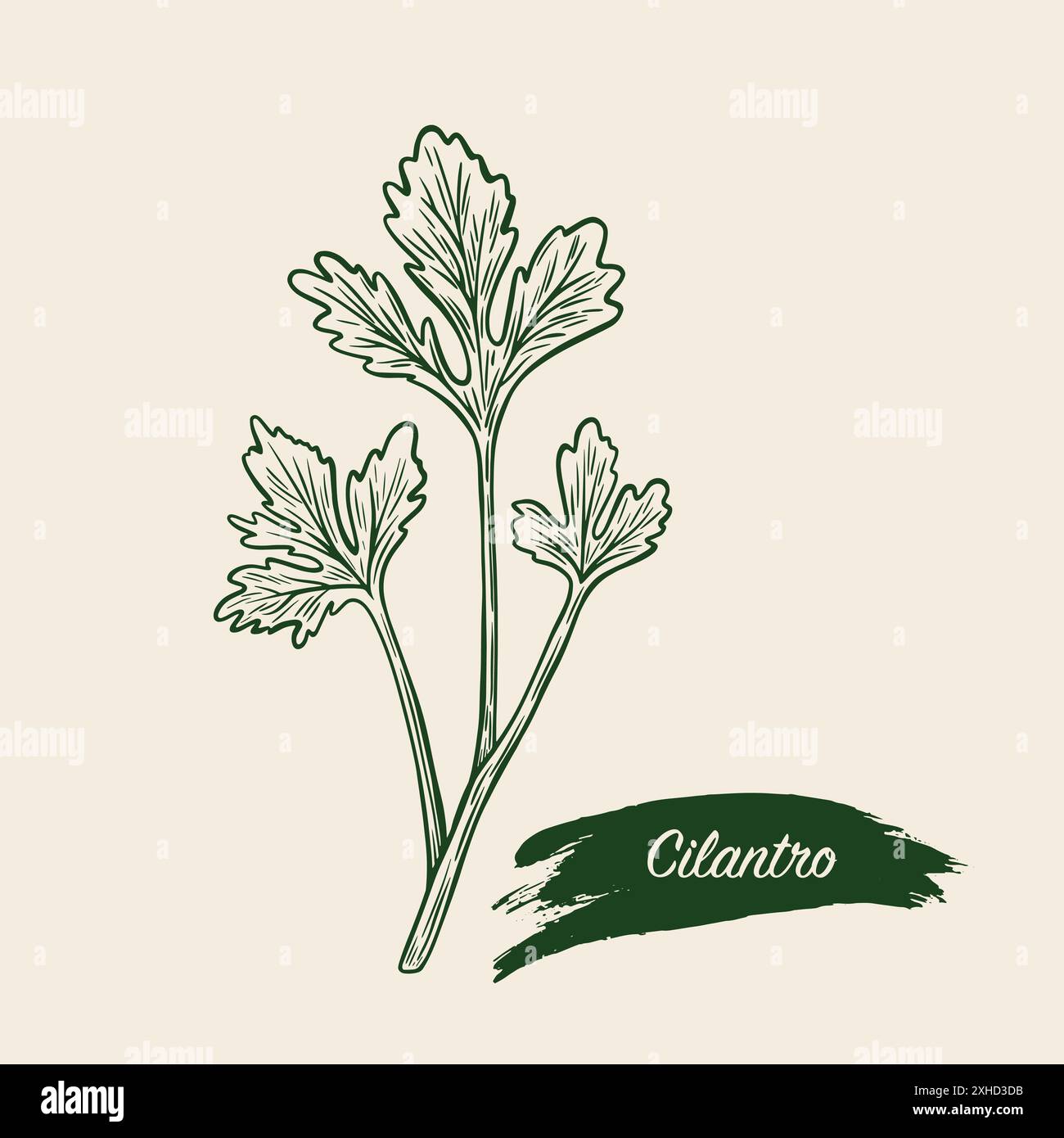 Sketch drawing of Cilantro, Coriander in retro style Stock Vector Image ...