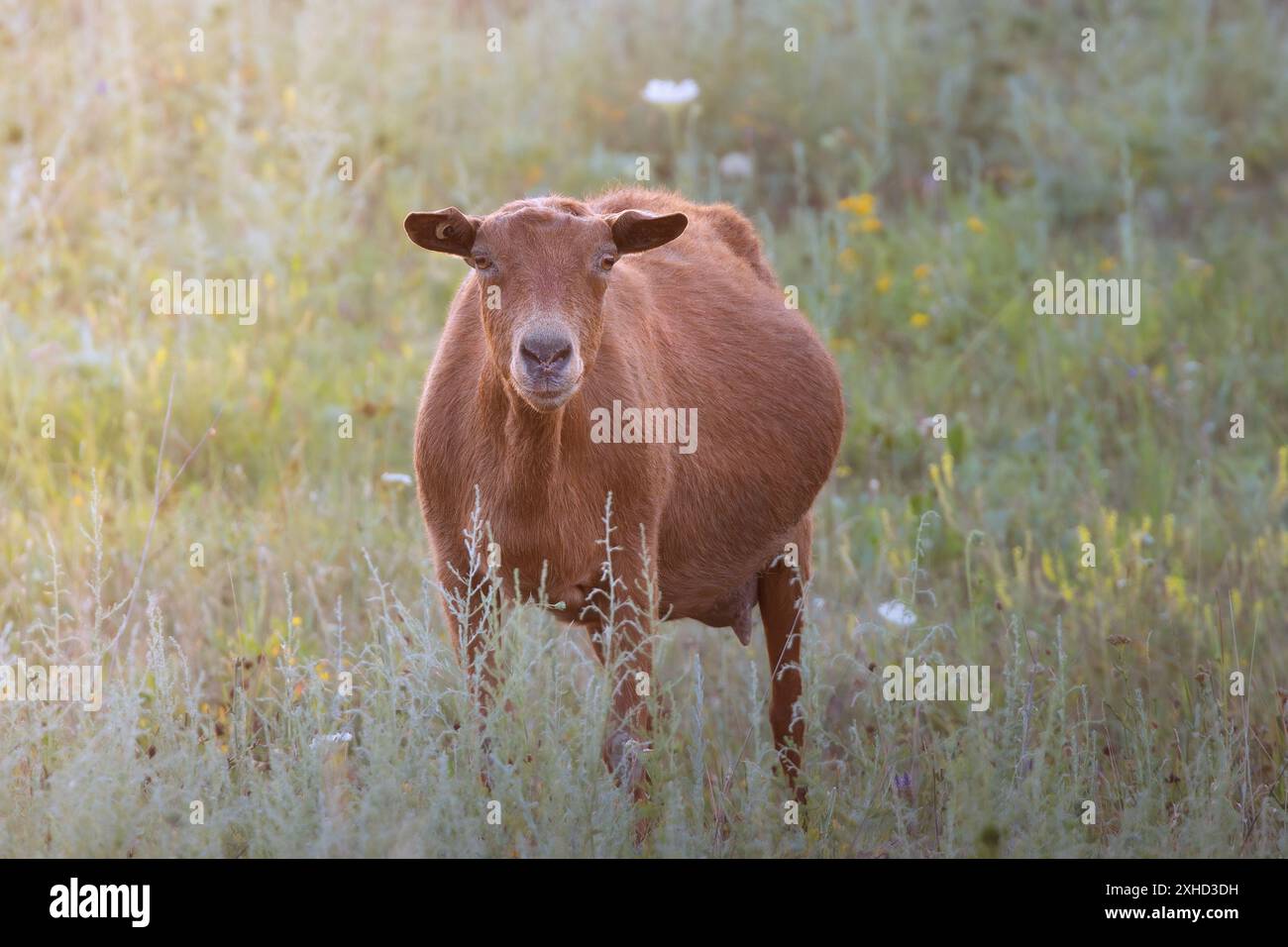brown curious domestic brown goat in the beautiful light of sunset ...