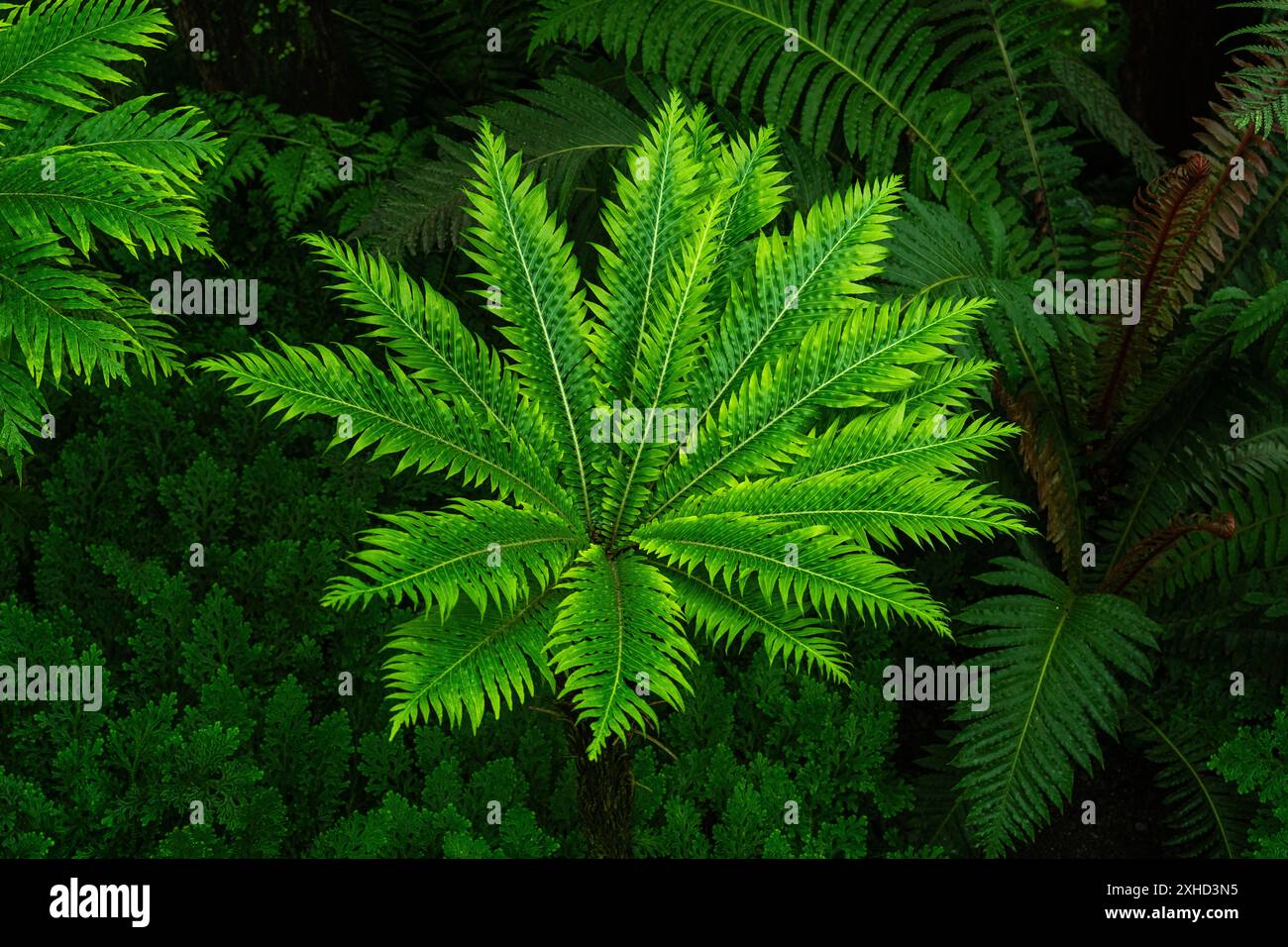 Blechnum gibbum called Silver lady or Dwarf tree fern (Blechnaceae ...