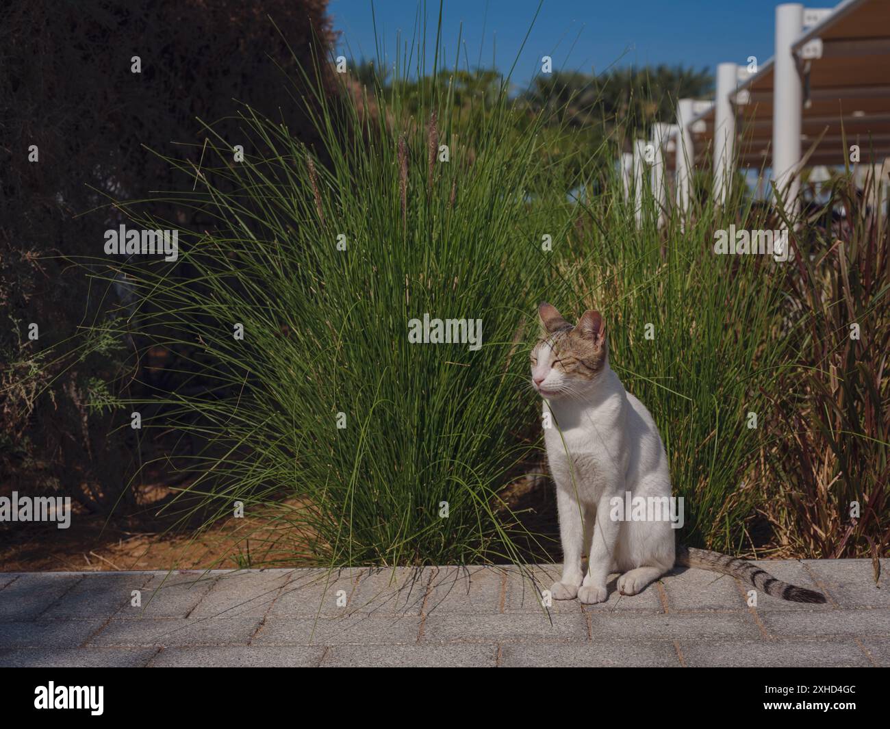 Abu Dhabi, United Arab Emirates - January 13 2024 : cat near the Louvre ...