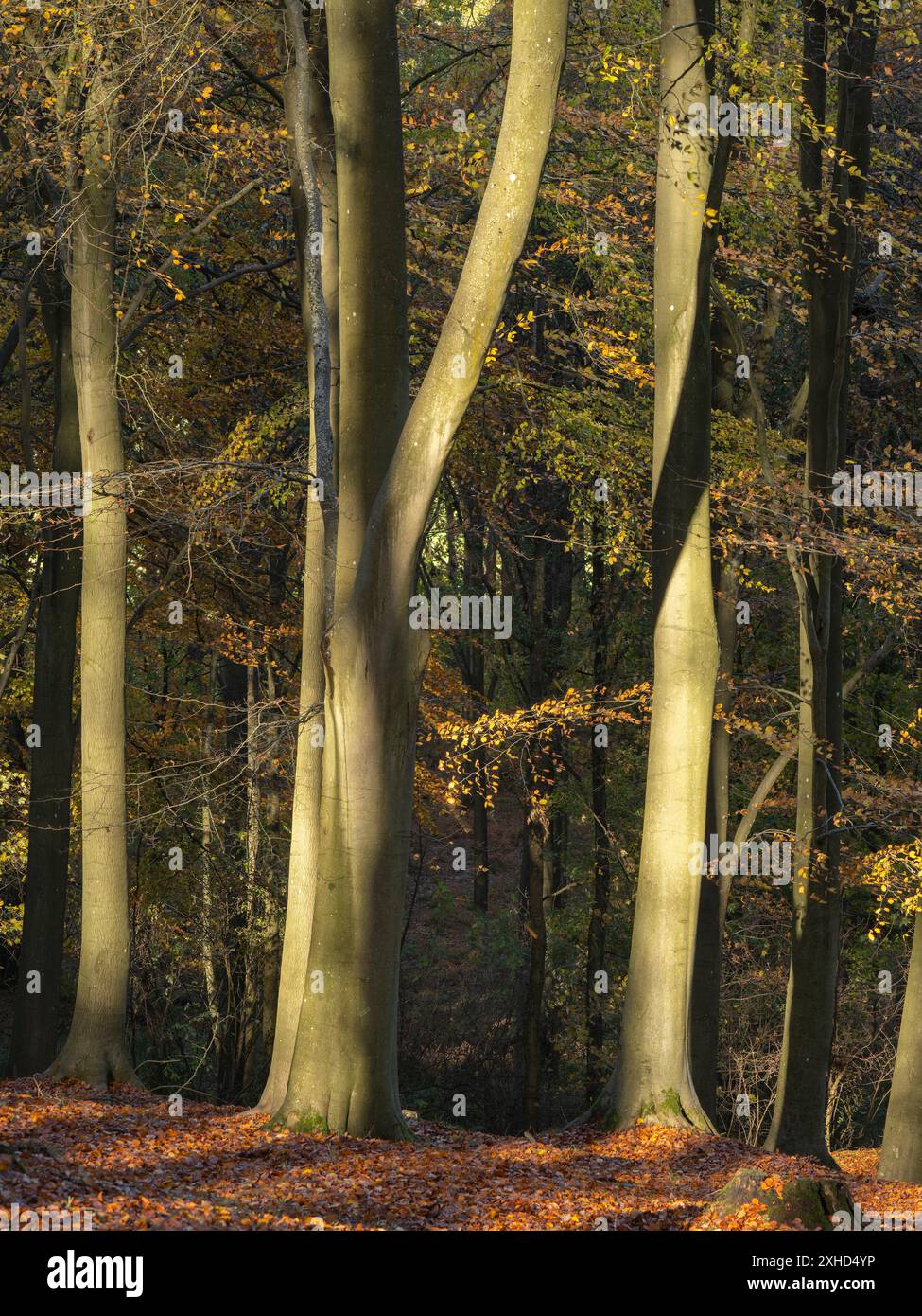 Mixed woodland at Mortimer Forest, Ludlow, Shropshire, UK Stock Photo ...