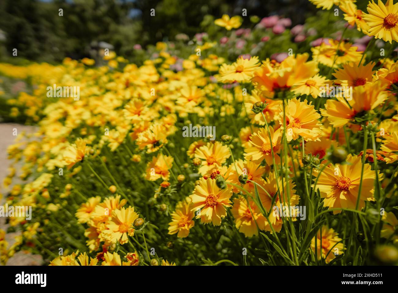A field of yellow flowers with a few pink flowers in the background ...
