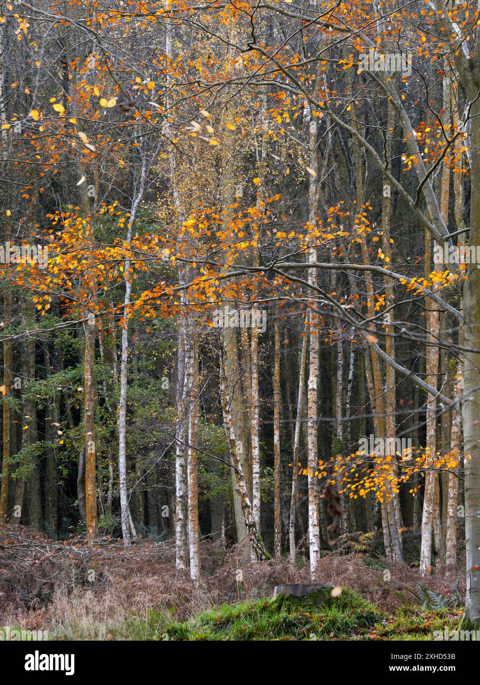 Mixed woodland at Mortimer Forest, Ludlow, Shropshire, UK Stock Photo ...