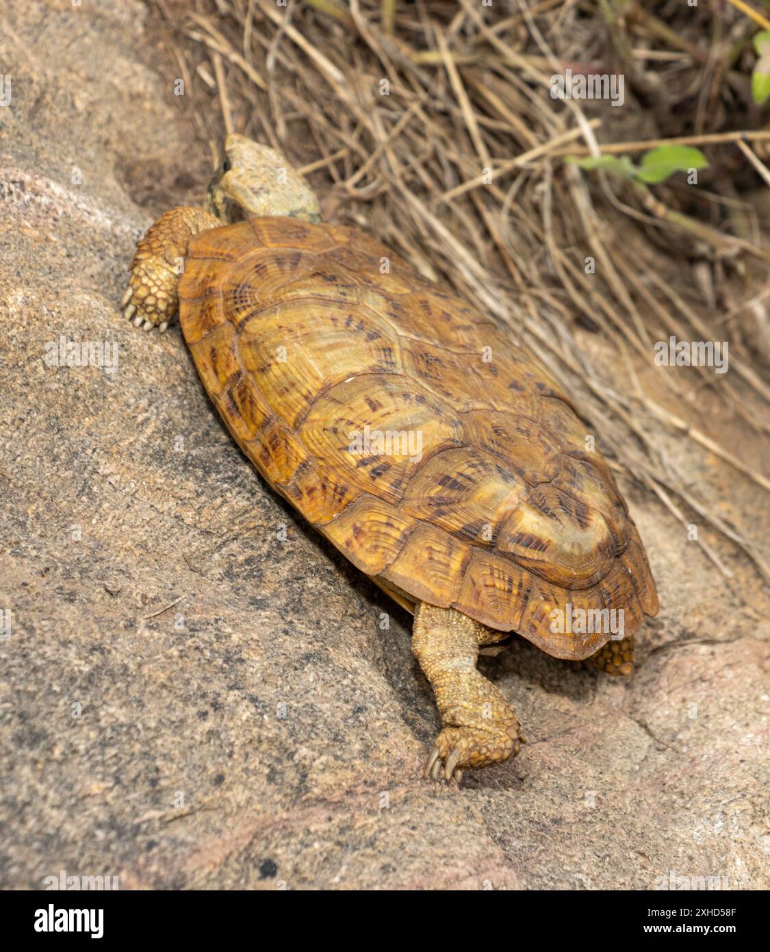 The Pancake Tortoise is endemic to the areas of Granite Koppies in East ...