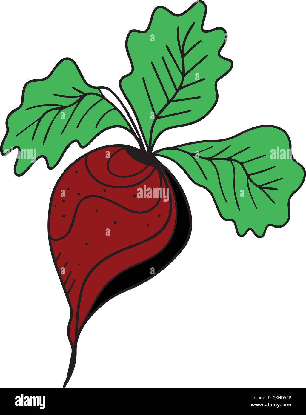 Beet, beetroot. Radish. Vector. Outline drawing of a vegetable on a ...