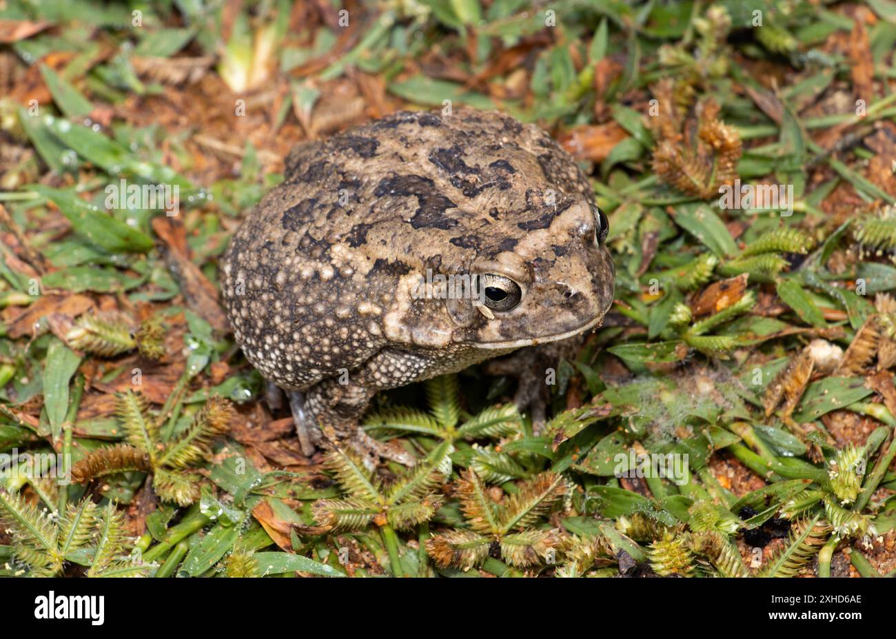 The Tandy's Sand Frog is common and widespread in the sandy savanna ...