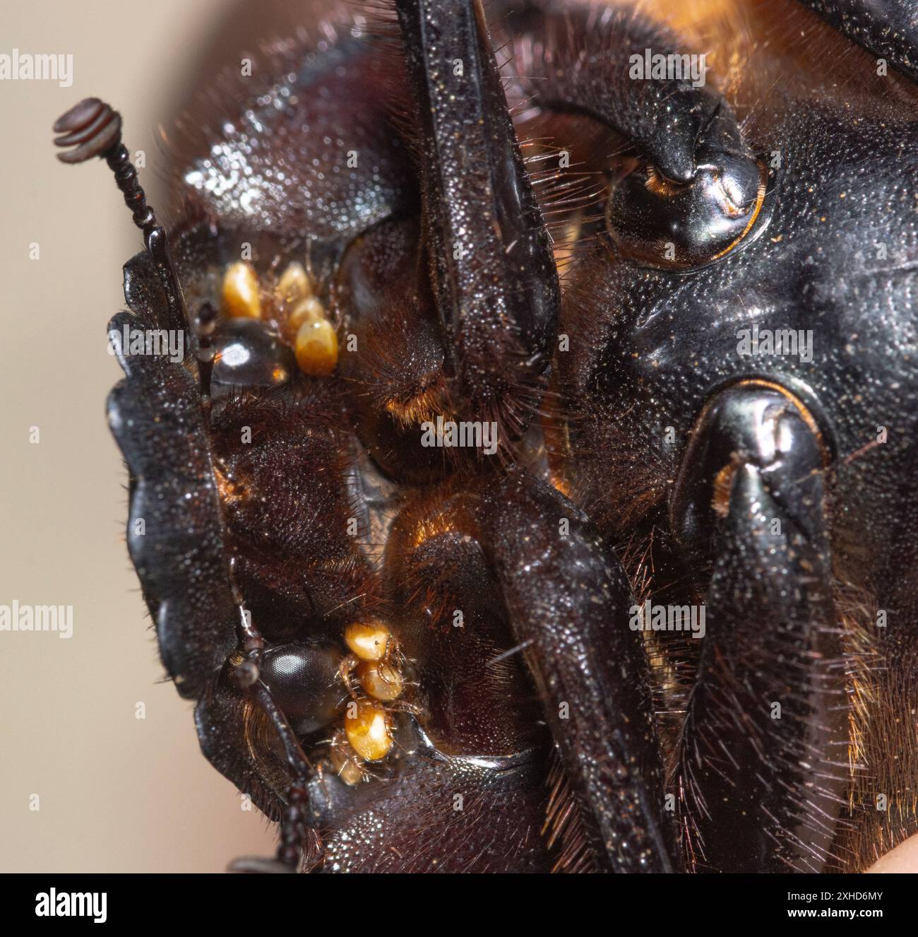 Dung Beetles often carry parasites such as these ticks. They carry them ...