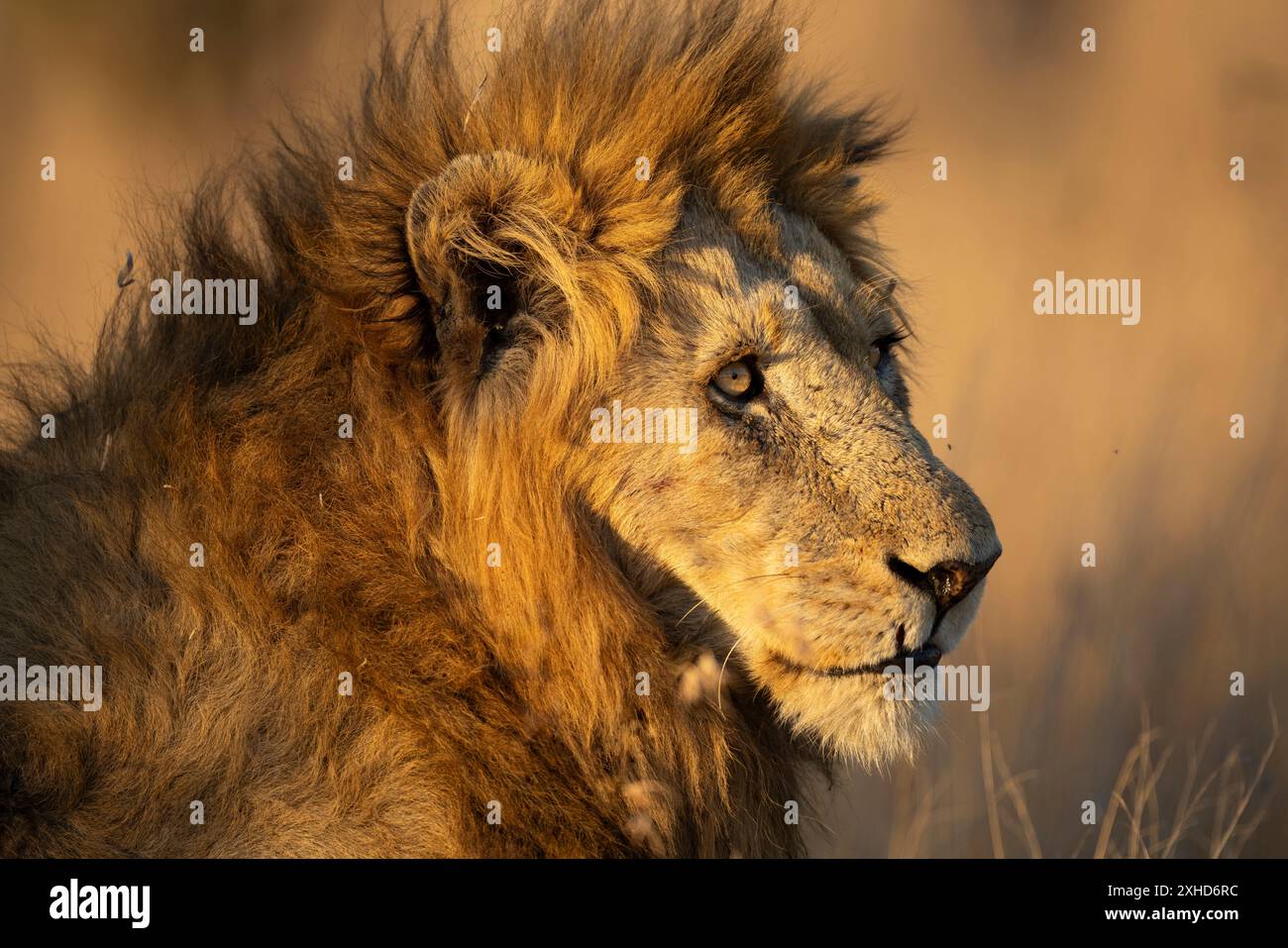 Stock photo portrait of a male lion (Panthera leo) with a big mane in ...