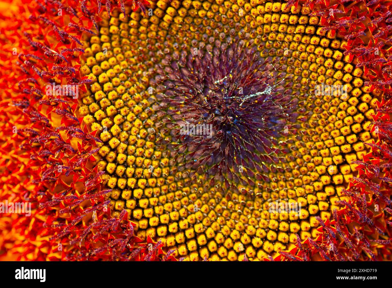 Macro shot of a giant sunflower showing ray and disk florets. Shot in ...