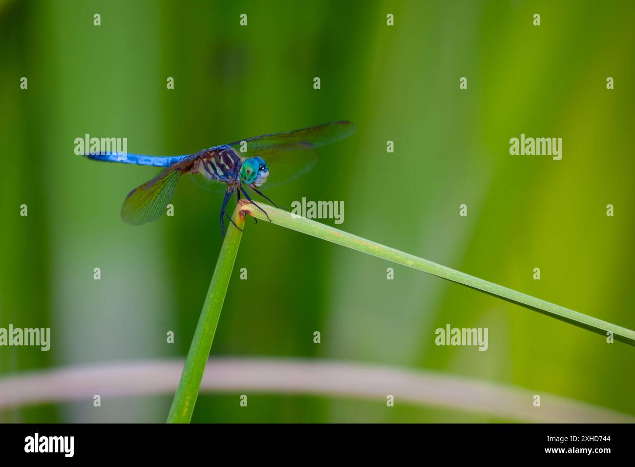 Dragonfly united states hi-res stock photography and images - Alamy