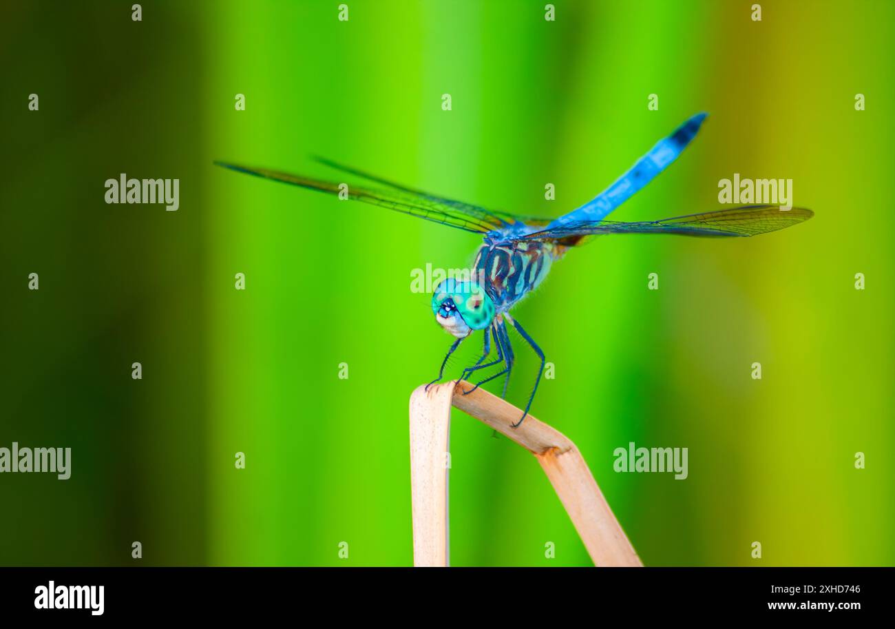Blue dasher dragonfly on reed Stock Photo - Alamy