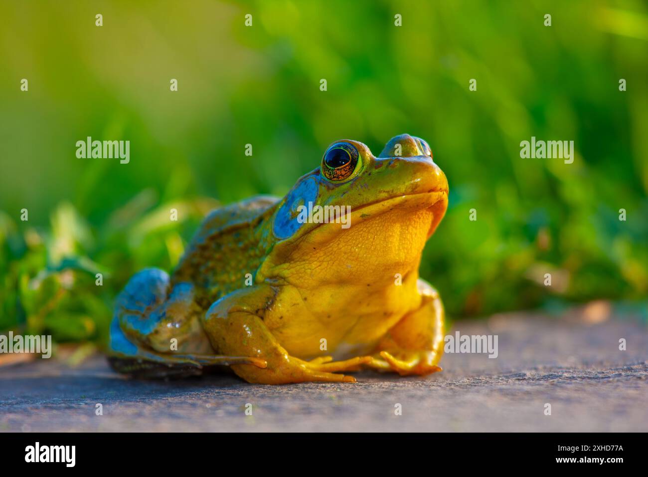 Eastern north america hi-res stock photography and images - Alamy