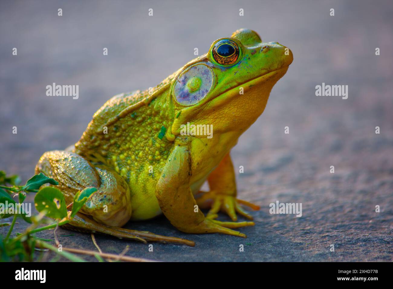 American bullfrog profile close-up portrait Stock Photo - Alamy