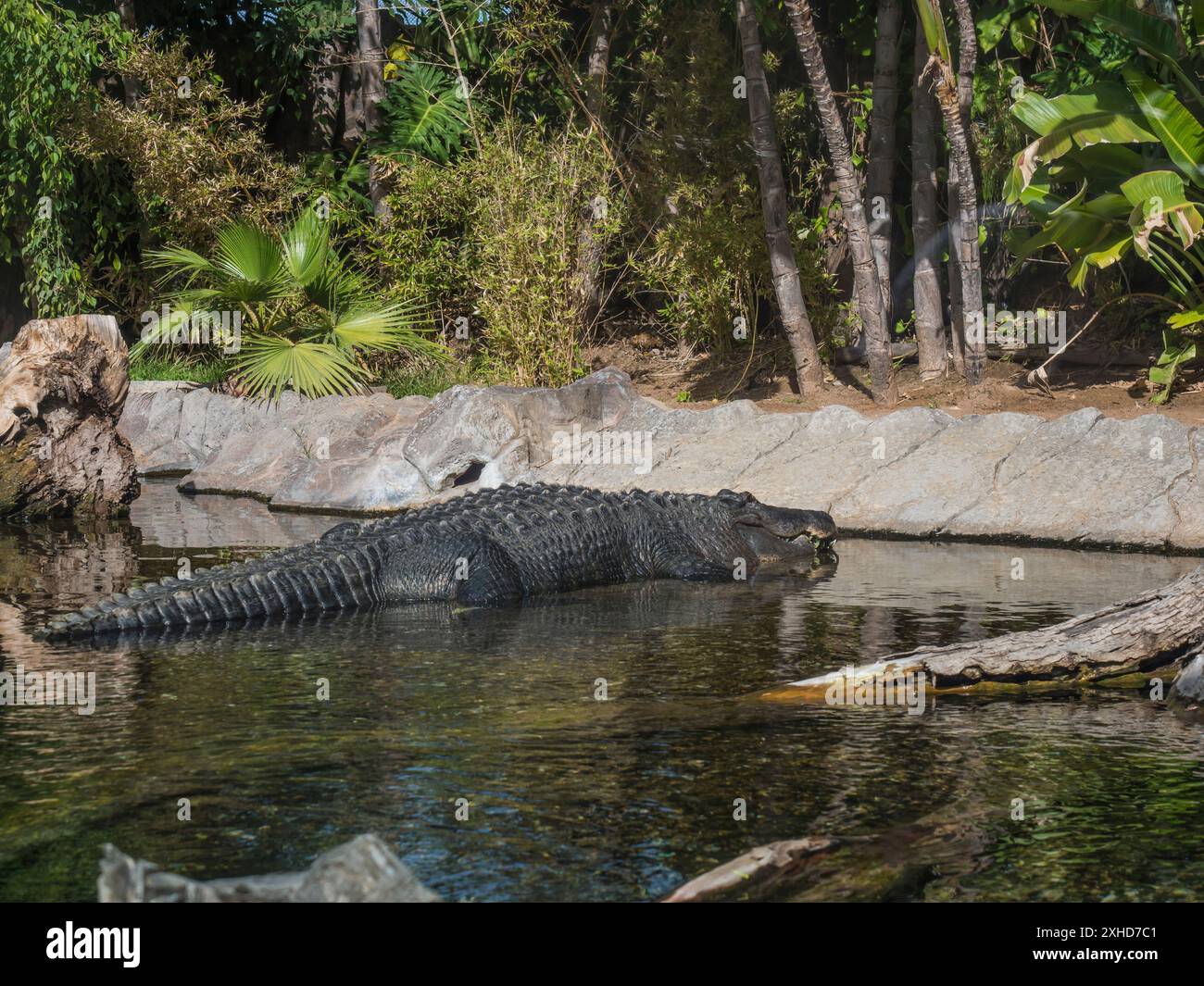 Large american alligator lying in the shallow artificial rocky pond ...