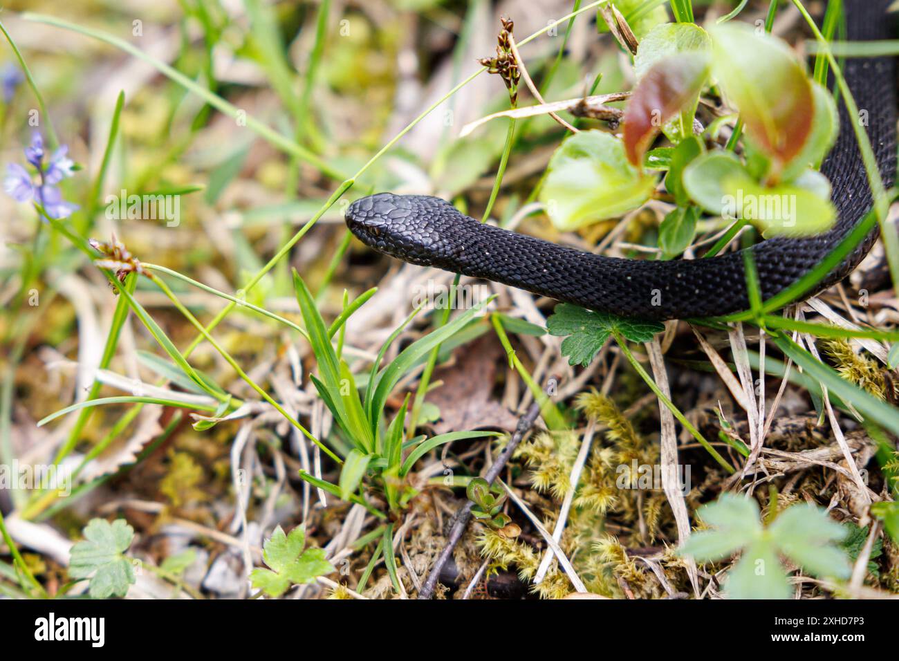 Gosau Am Dachstein, Austria. 19th May, 2024. A black adder, a so-called ...