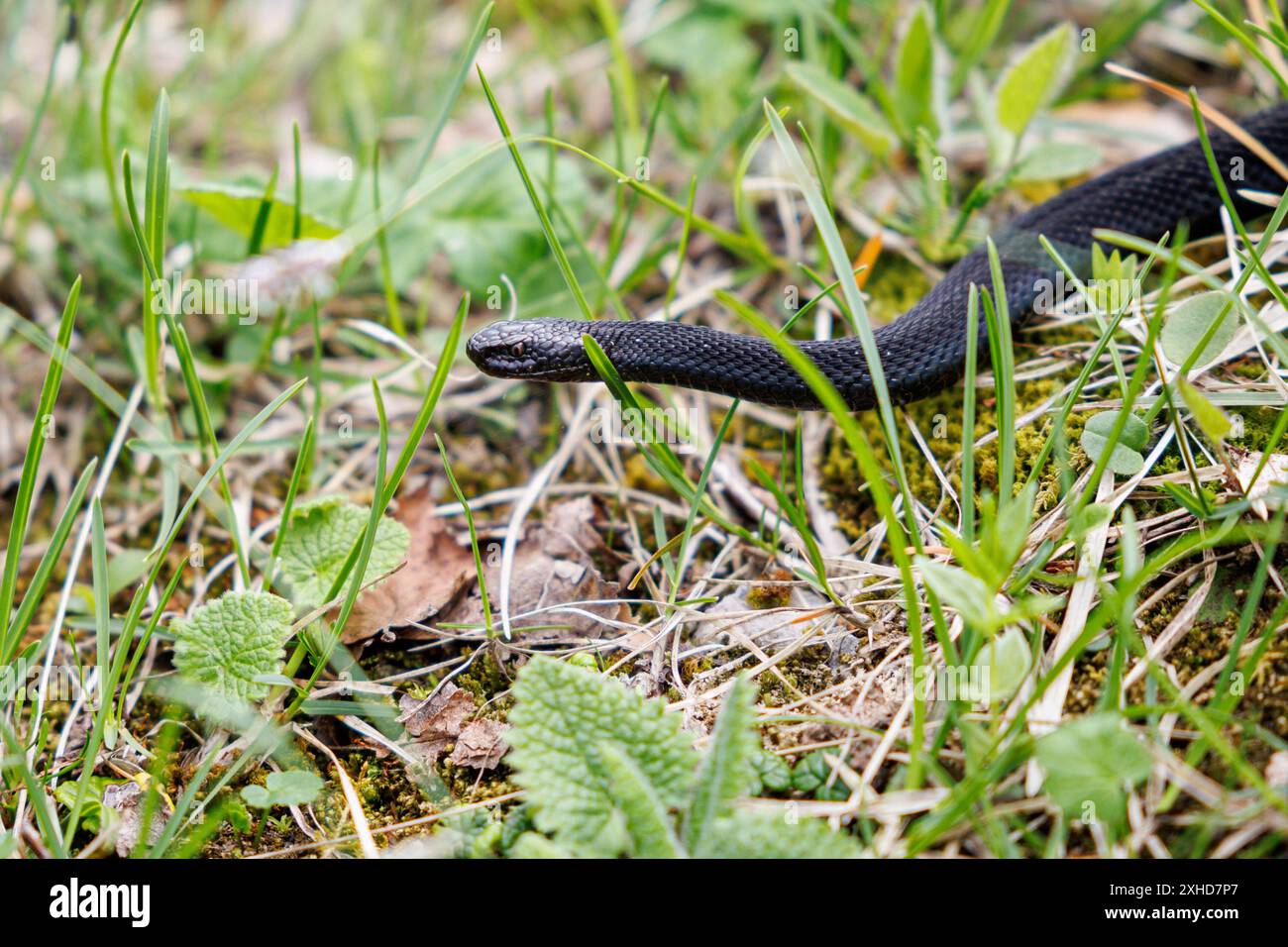 Gosau Am Dachstein, Austria. 19th May, 2024. A black adder, a so-called ...