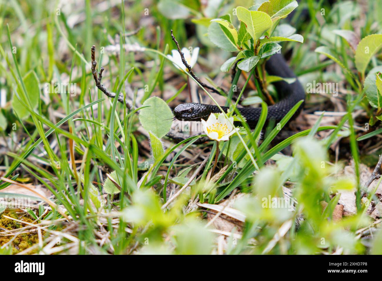 Gosau Am Dachstein, Austria. 19th May, 2024. A black adder, a so-called ...