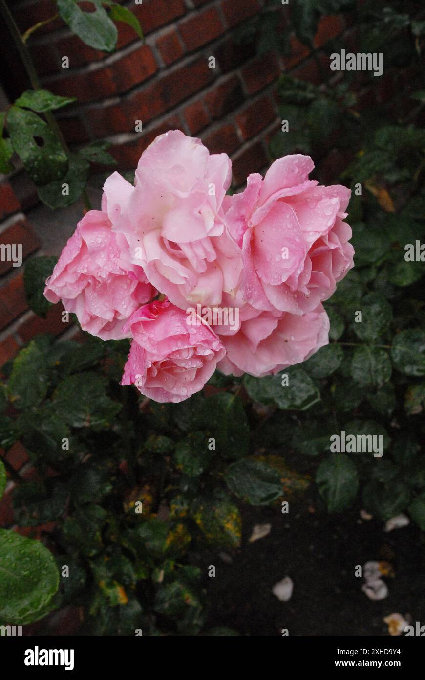 Copenhagen/ Denmark/13 July 2024/Pink rose flwoers tiny garden in ...