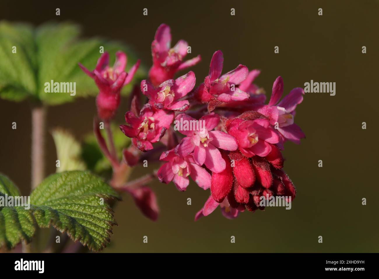 Groseillier à fleurs --- Cassis-fleur --- Groseillier sanguin (Ribes ...