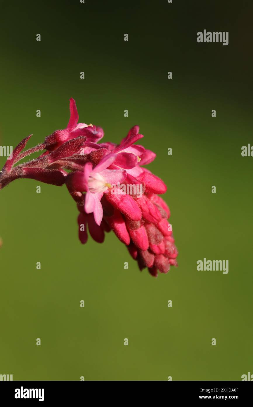 Groseillier à fleurs --- Cassis-fleur --- Groseillier sanguin (Ribes ...