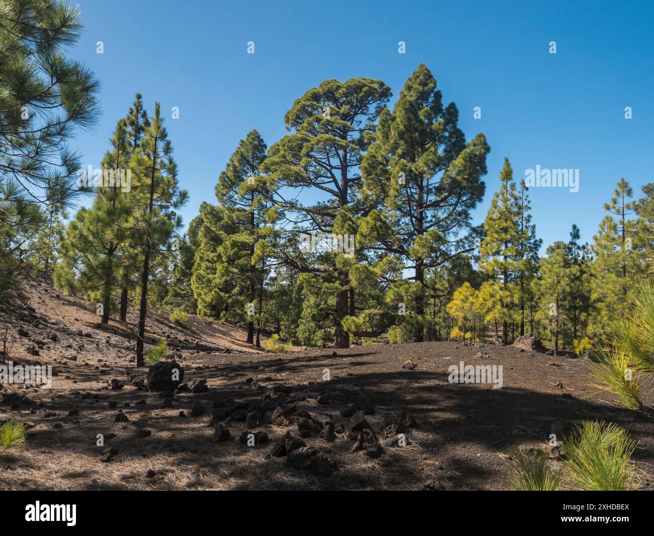 Volcanic landscape at Chinyero volcano circular hiking trail. Black ...