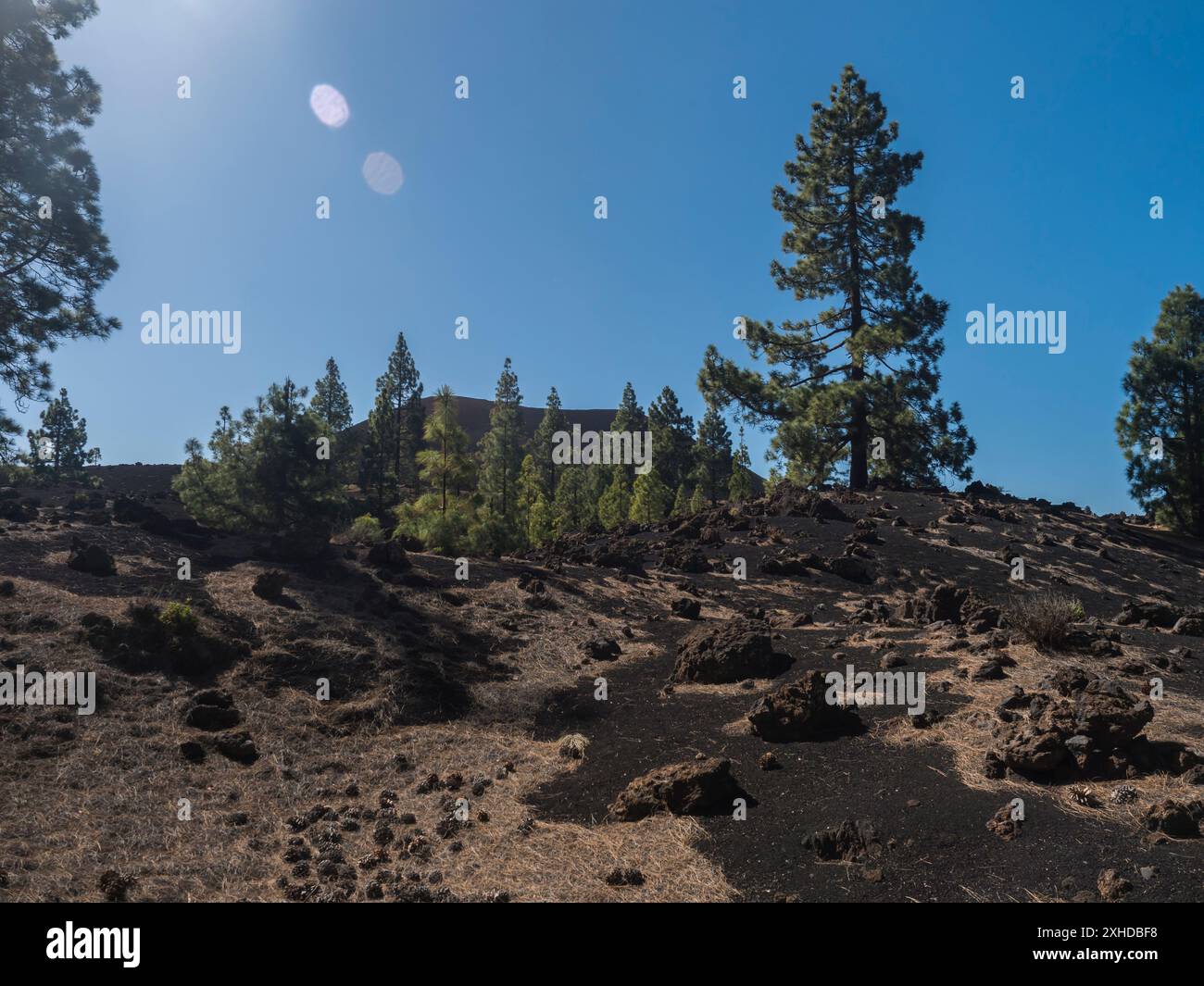 Volcanic landscape at Chinyero volcano circular hiking trail. Black ...