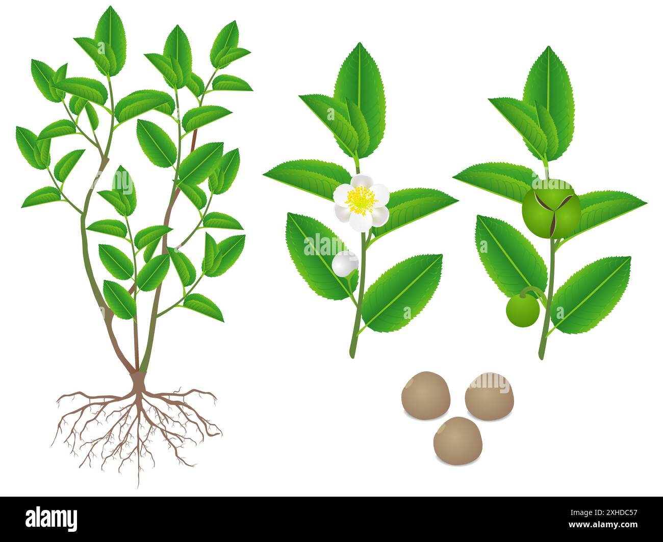 Parts of green tea (camellia sinensis) plant on a white background ...