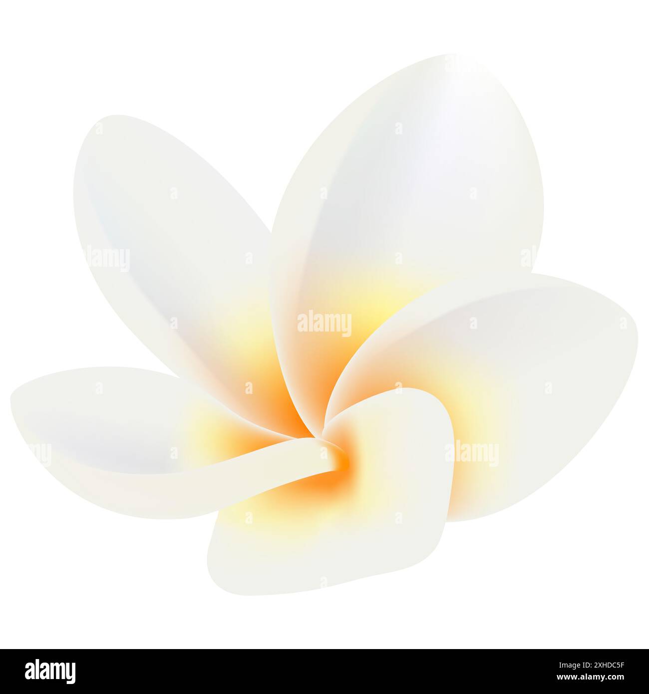 Tropical flower frangipani (Plumeria) on a white background Stock ...