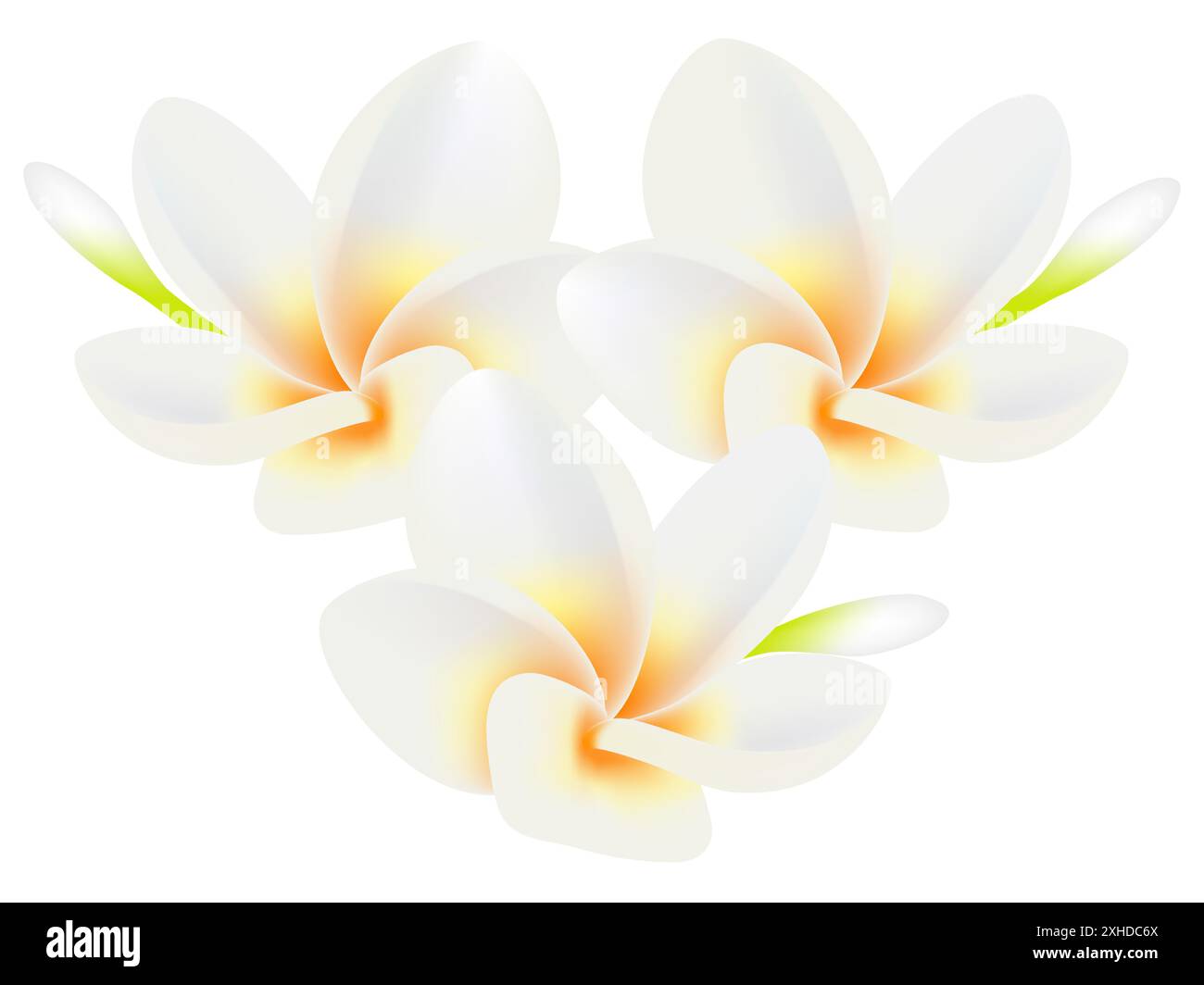 Plumeria white color Stock Vector Images - Alamy