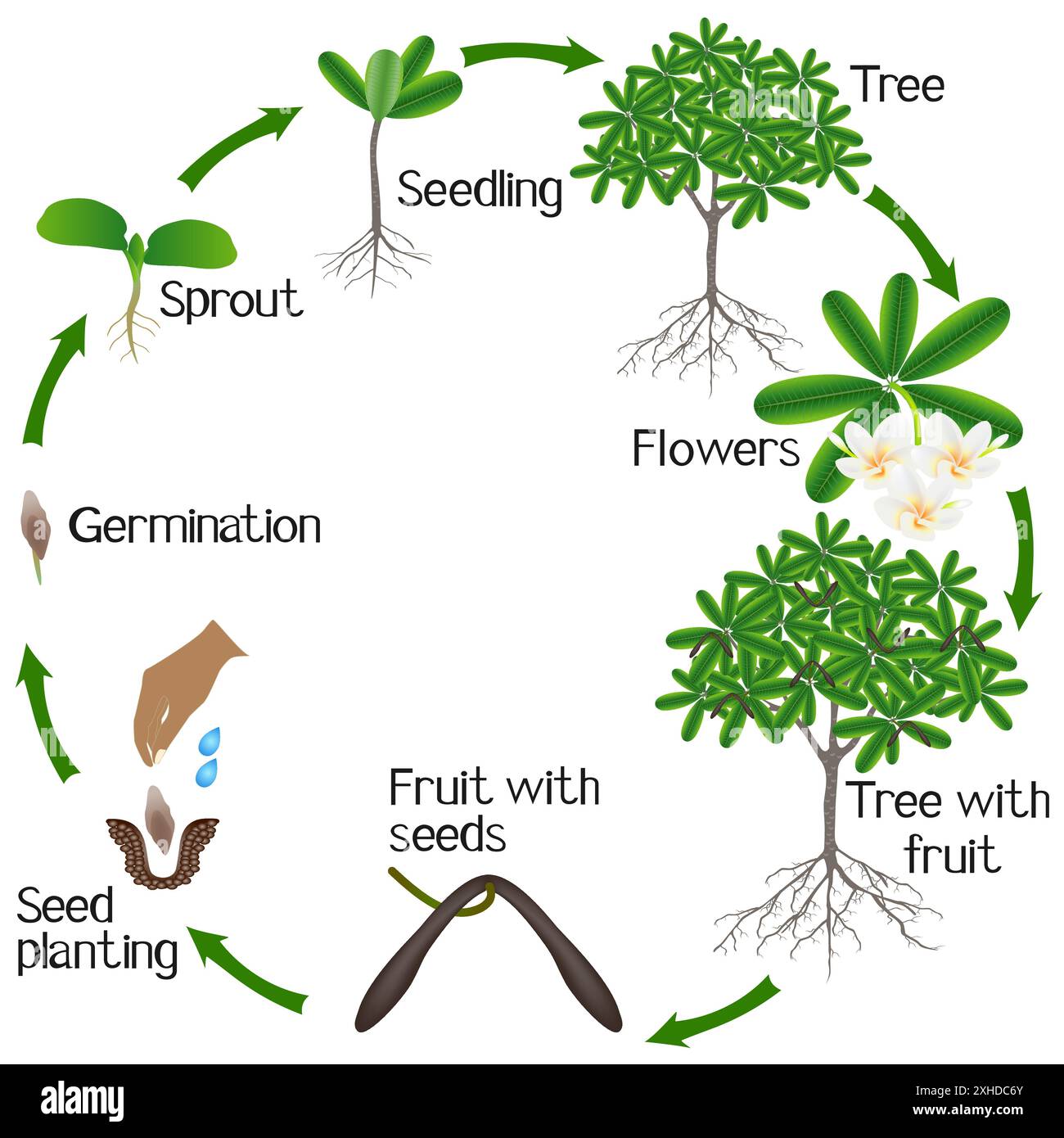 Life cycle of a frangipani (Plumeria) plant on a white background Stock ...
