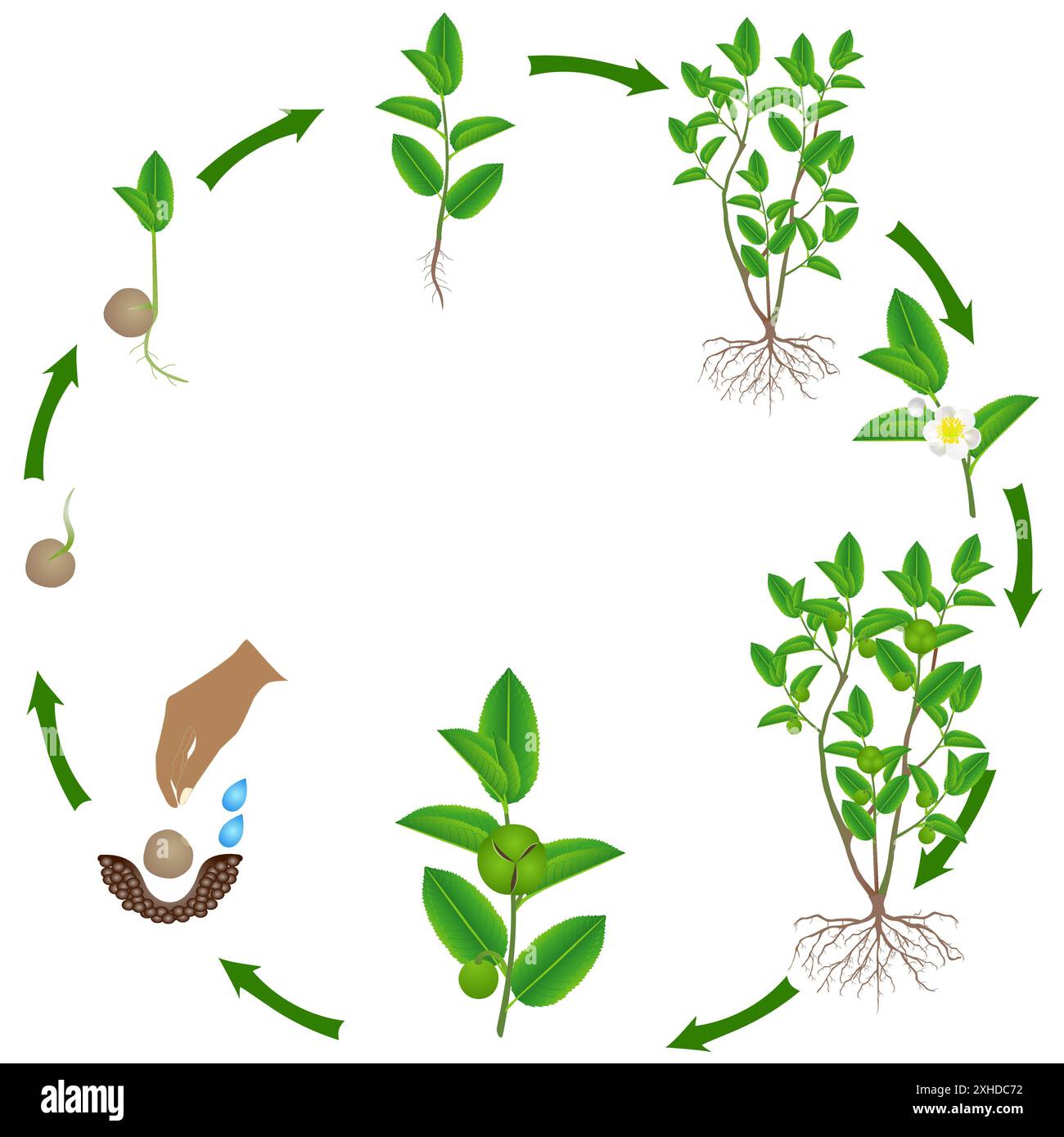 Cycle of growth of green tea (camellia sinensis) plant Stock Vector ...