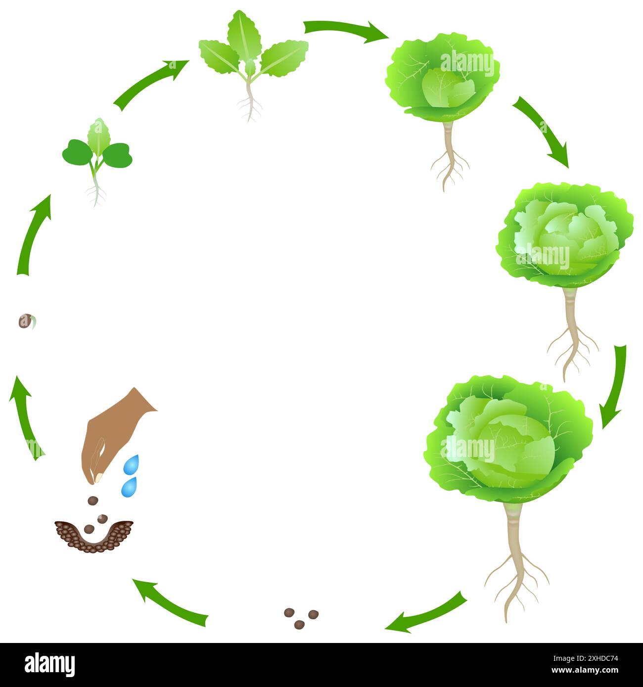Life cycle of a cabbage plant on a white background Stock Vector Image ...
