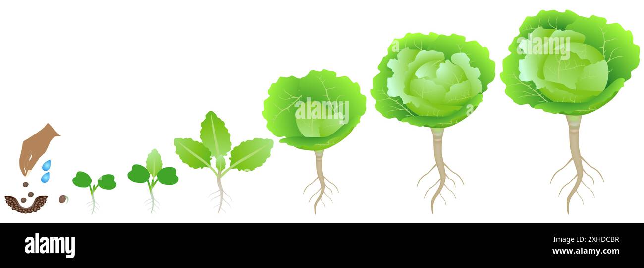Cycle of growth of a cabbage plant on a white background Stock Vector ...