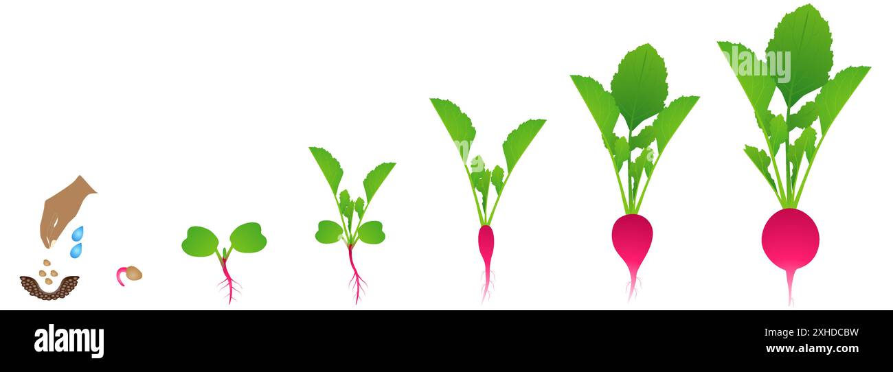 Cycle of growth of a radish plant on a white background Stock Vector ...