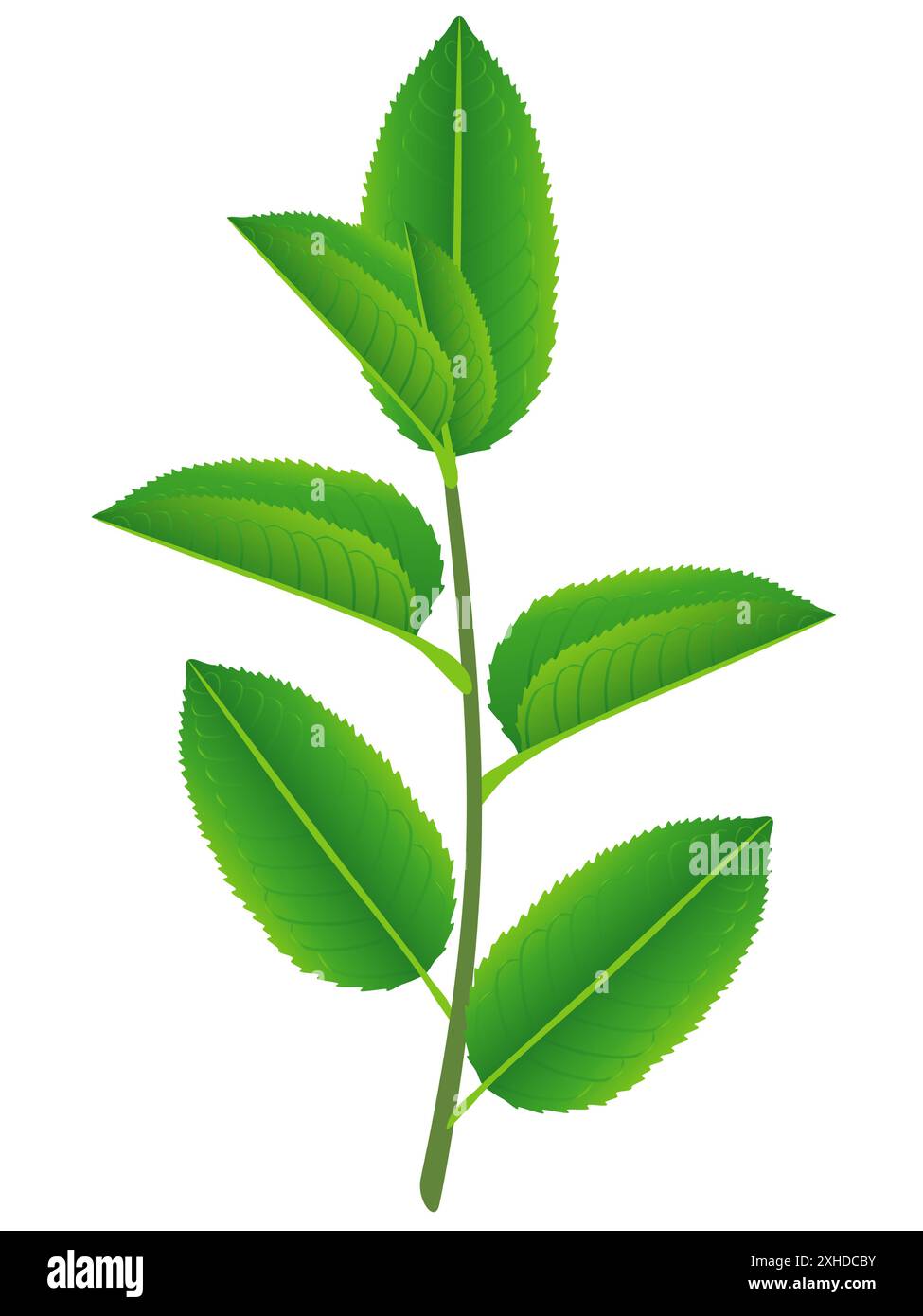 Tree lemon tea Stock Vector Images - Alamy