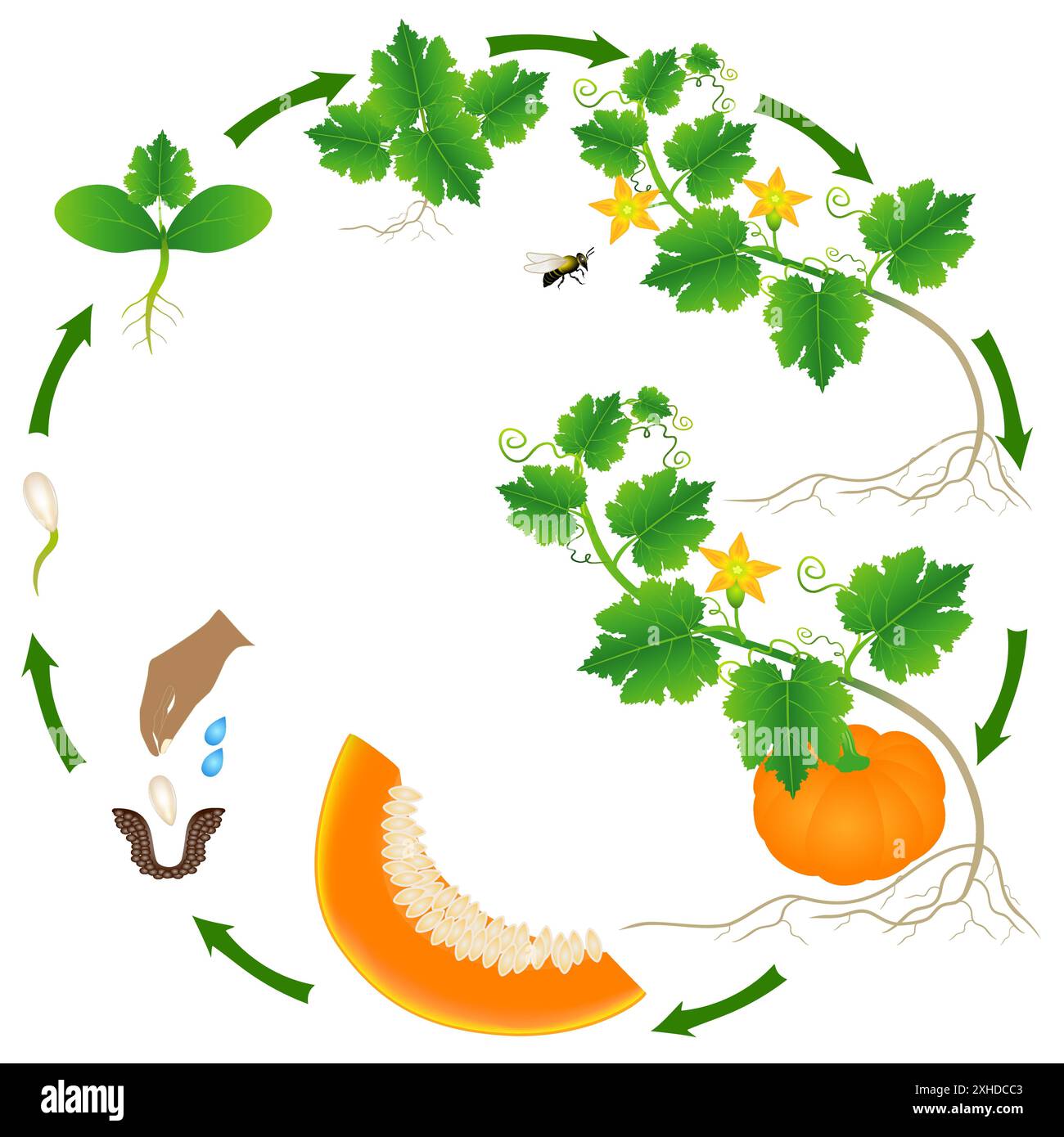 Berry development Stock Vector Images - Alamy